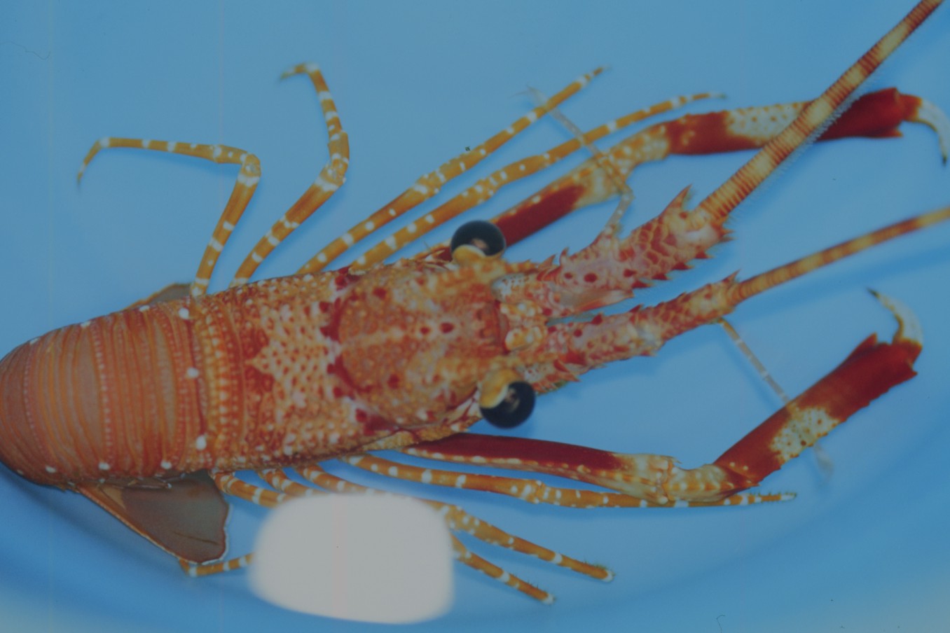 Crustacean acoustics – Patek Lab